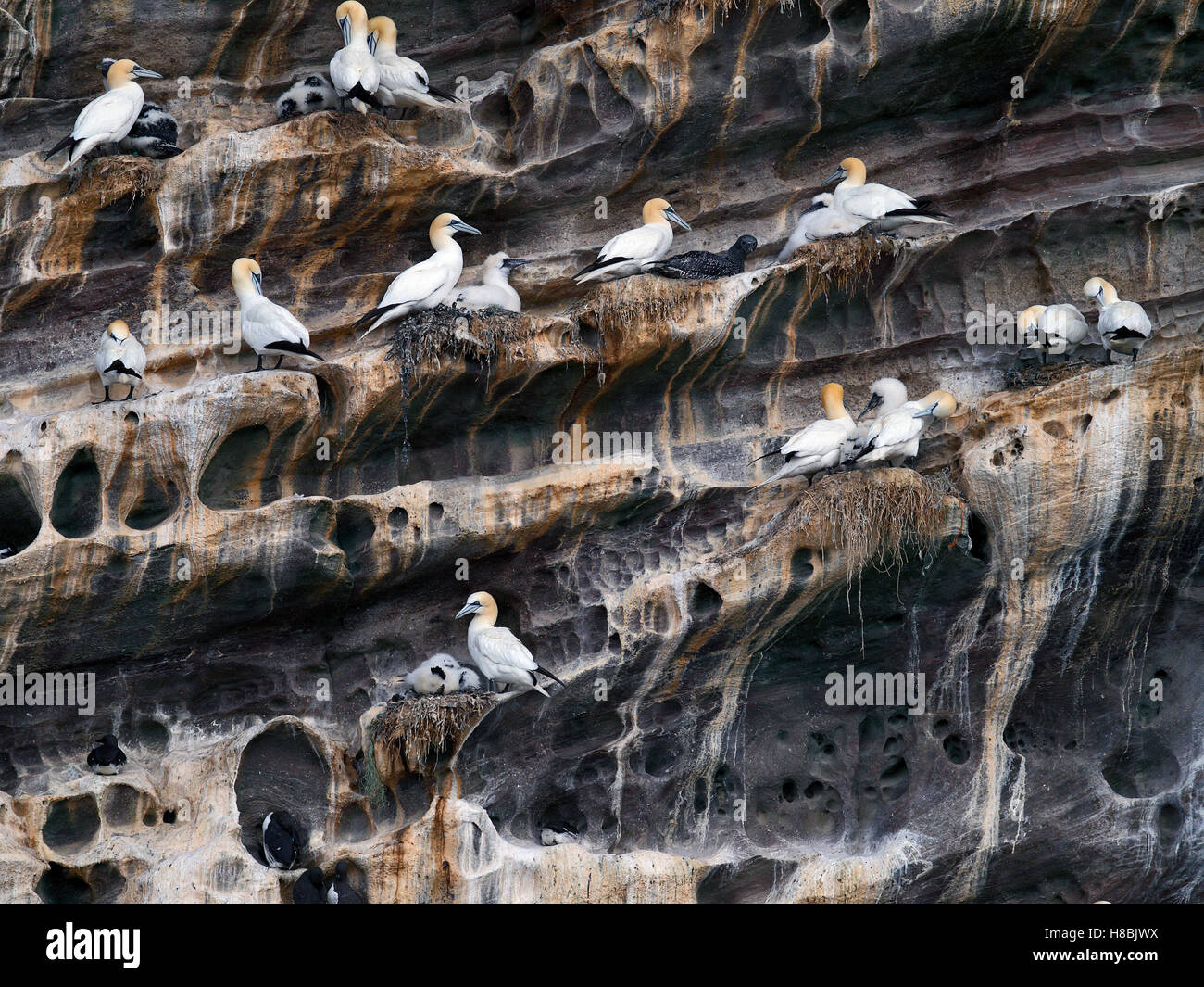 Northern Gannet (Morus bassanus) breeding colony on cliff nests, Noss ...