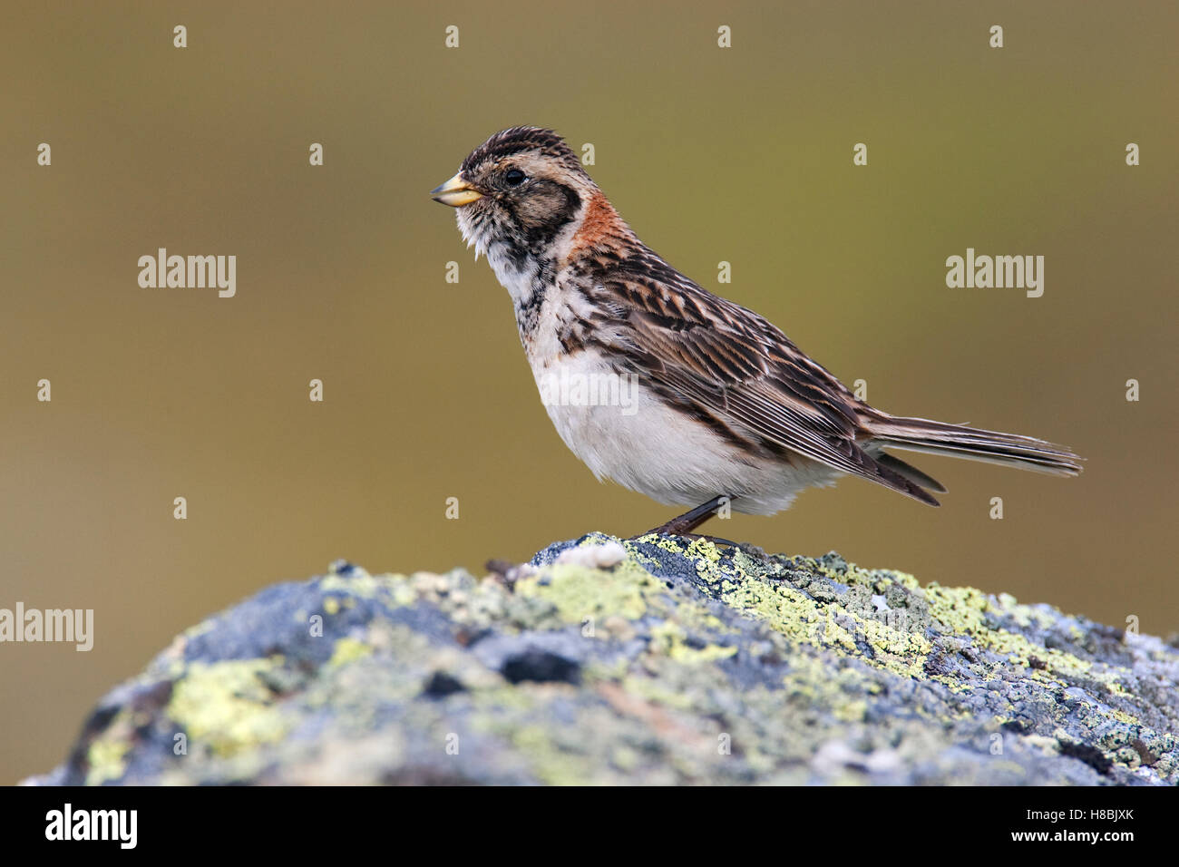 Lapland Bunting (Calcarius lapponicus) female calling, Stekenjokk ...