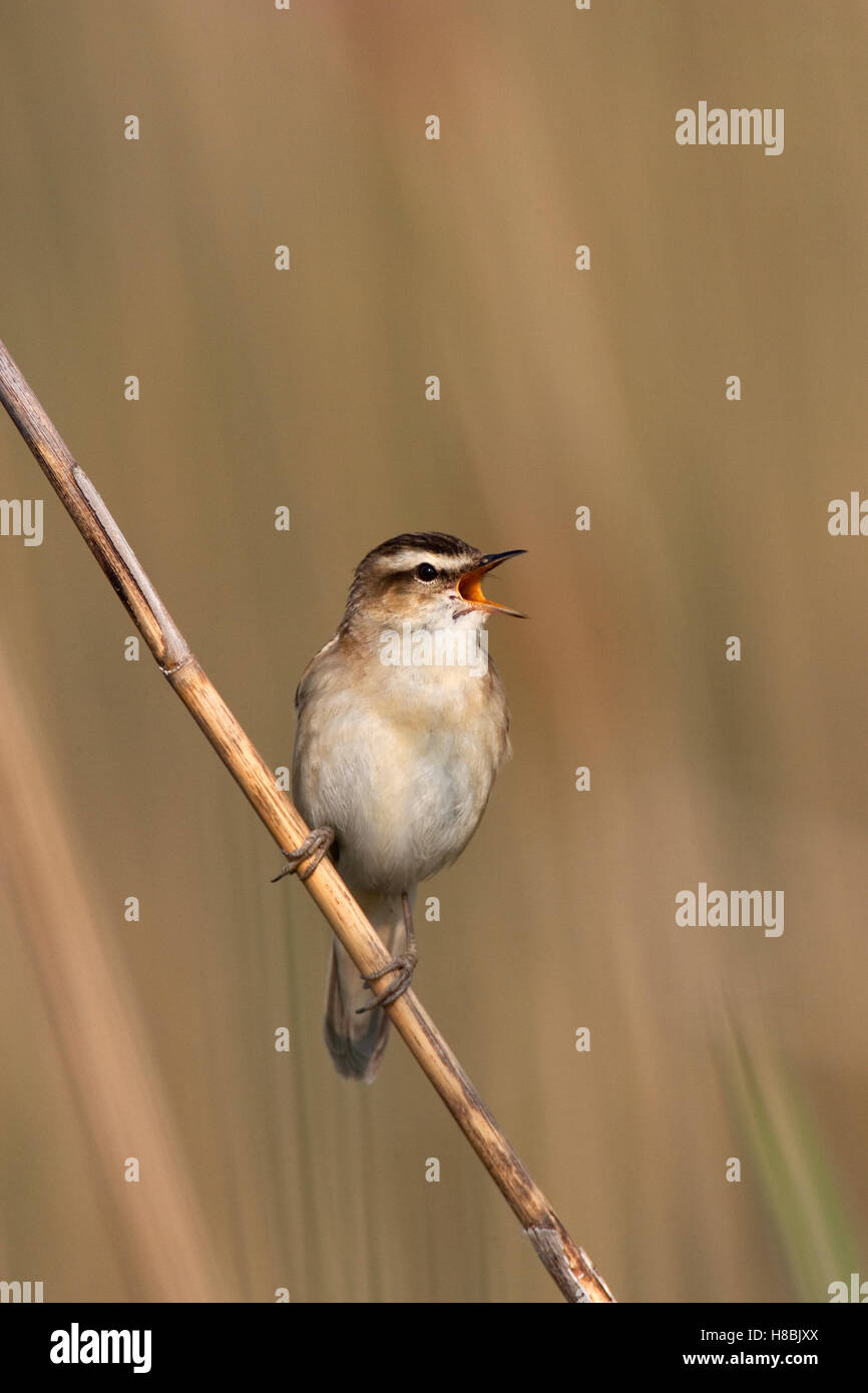 Sedge Warbler (Acrocephalus schoenobaenus) singing on reed stem, Lake ...