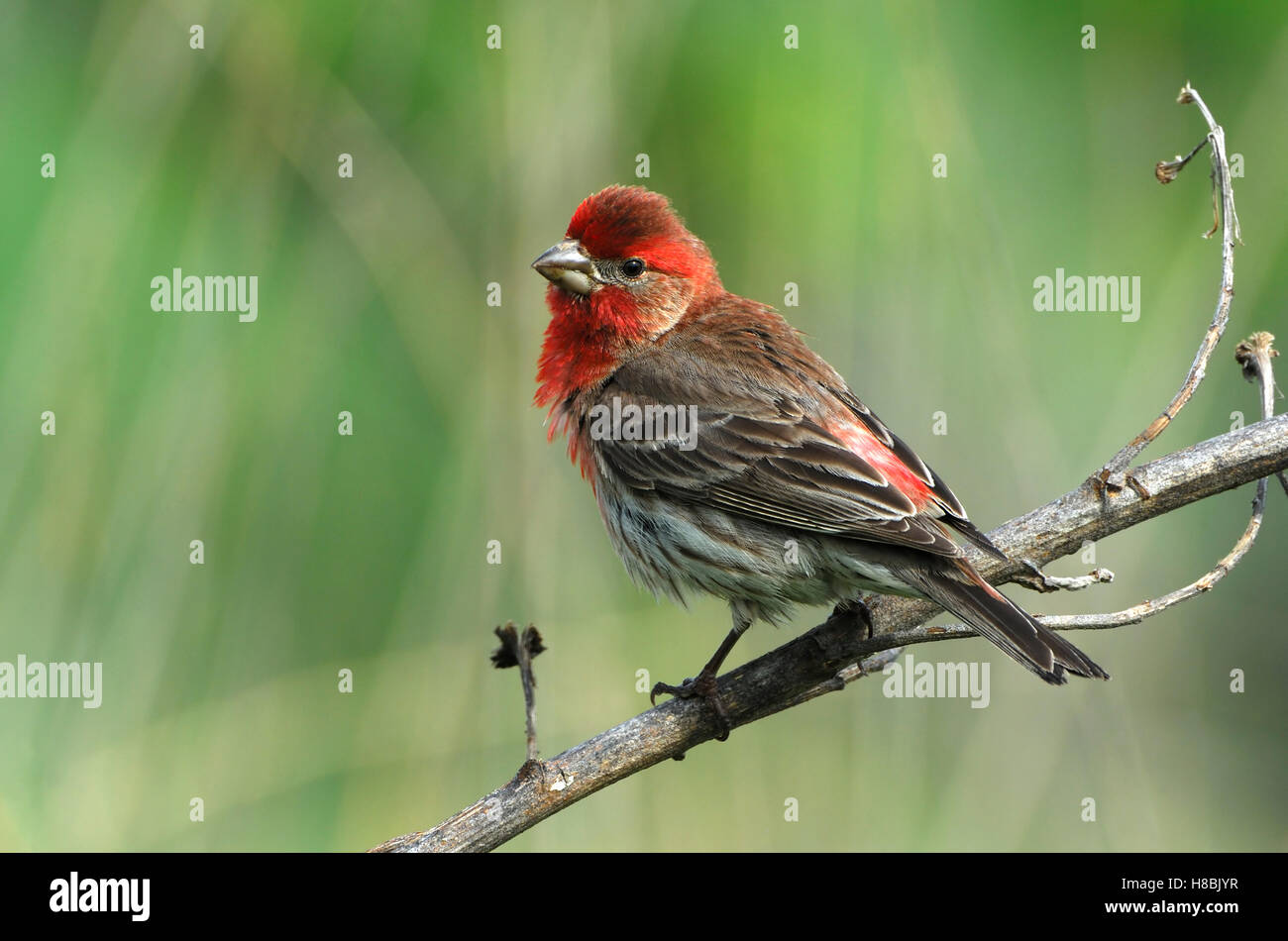 House Finch (Carpodacus mexicanus) male perched on branch, Blue Skies ...