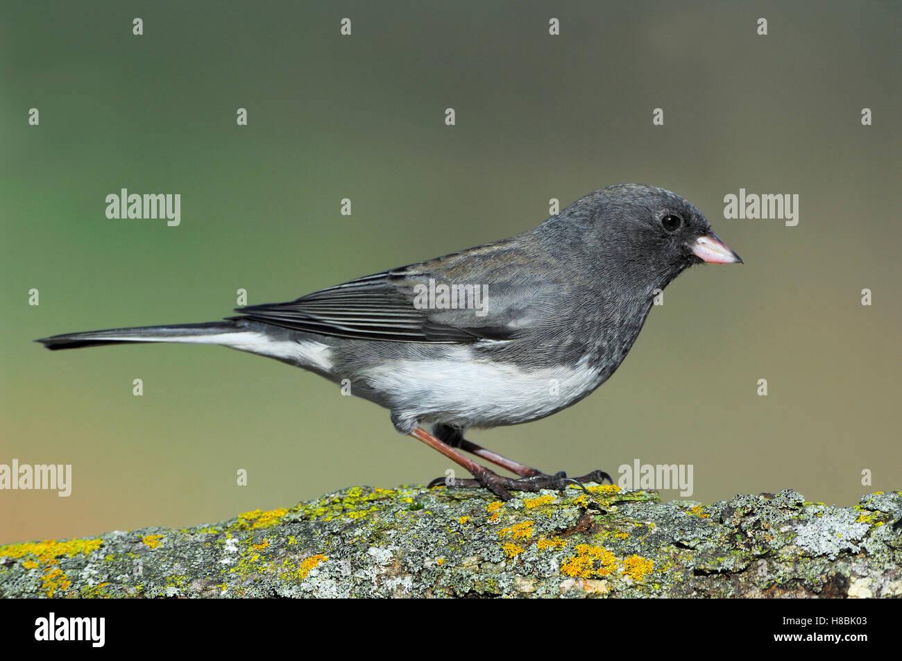 Dark-eyed Junco (Junco hyemalis) male of slate-colored subspecies, Blue ...