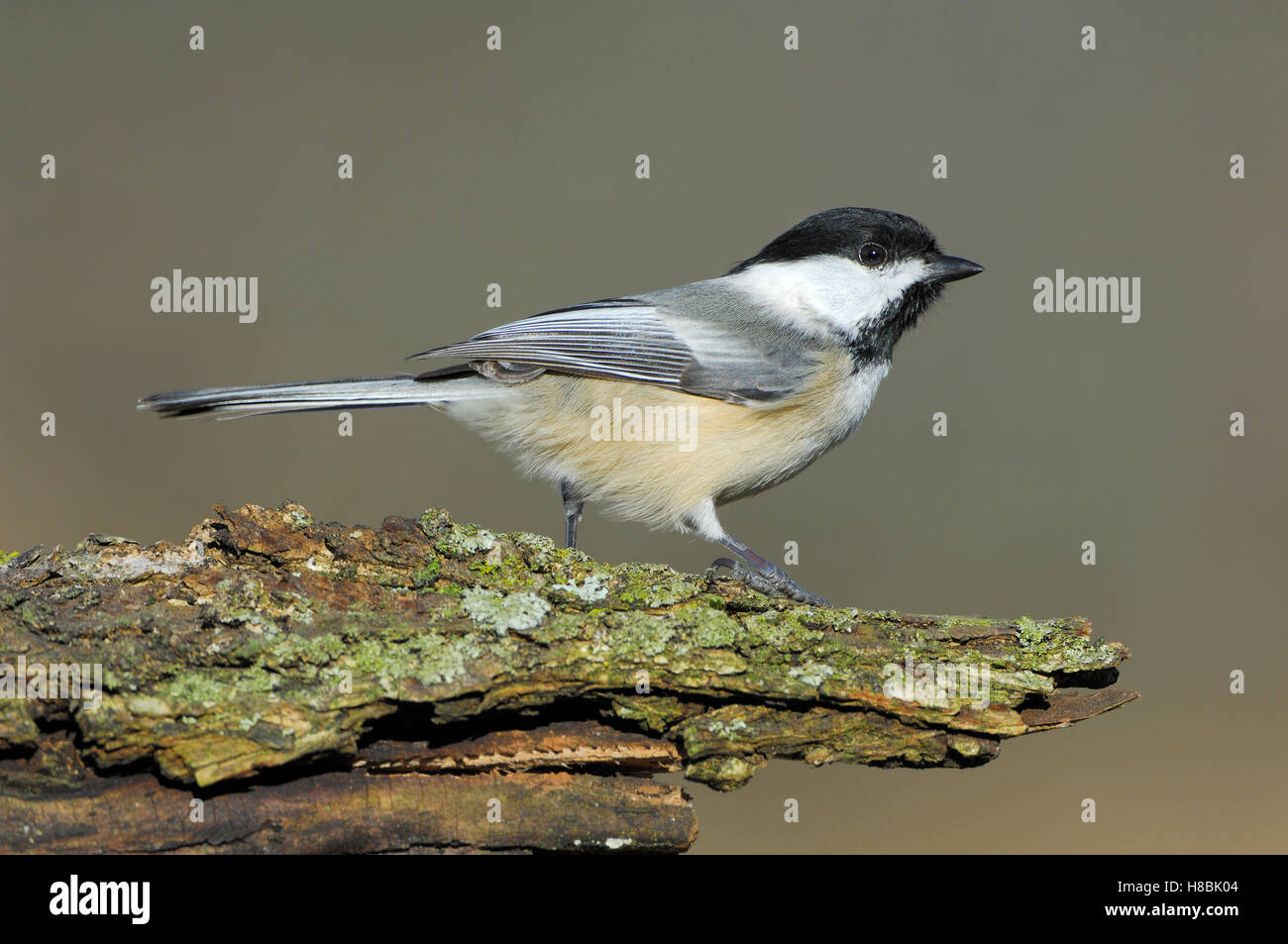 Black-capped Chickadee (Poecile atricapillus) of eastern subspecies ...