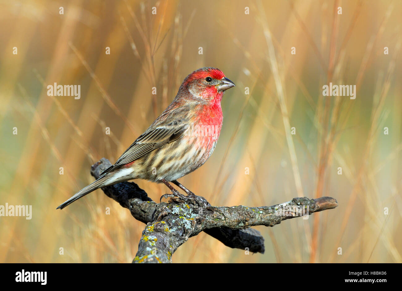 House Finch (Carpodacus mexicanus) male perched on branch, Blue Skies ...