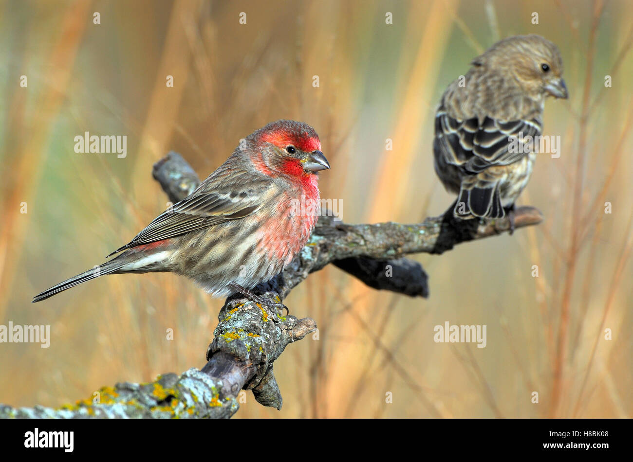 House Finch (Carpodacus mexicanus) male with female in background ...