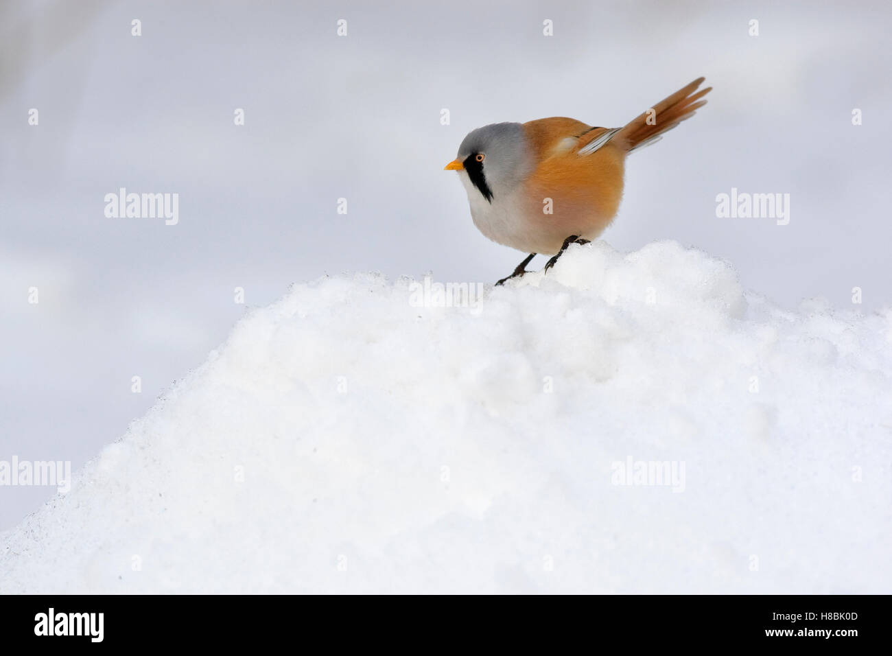 Bearded Tit (Panurus biarmicus) in snow, Zuid-Holland, Netherlands ...