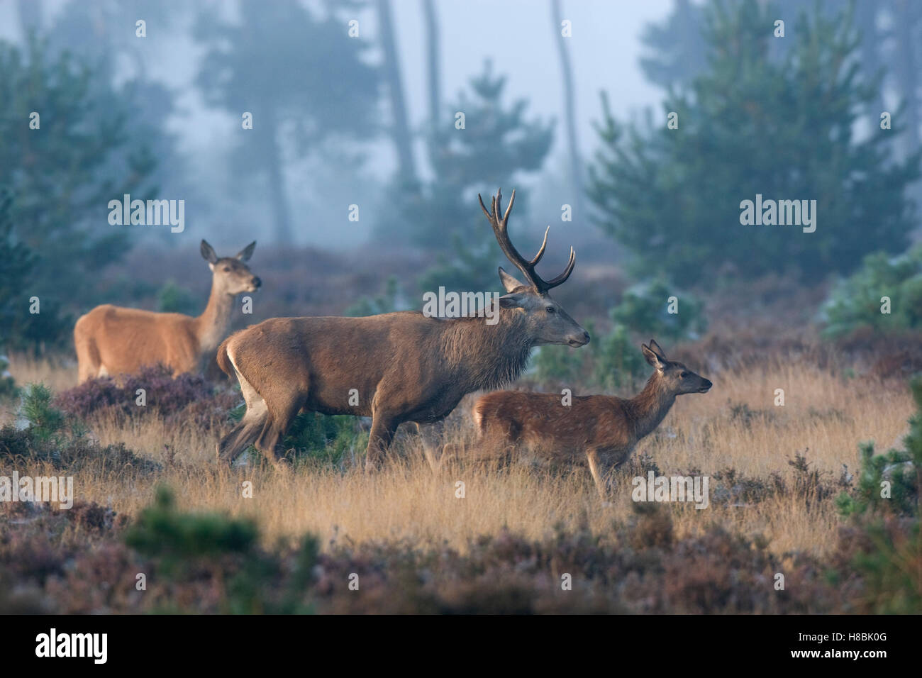 Red Deer (Cervus elaphus) stag, hind and fawn, Gelderland, Netherlands ...