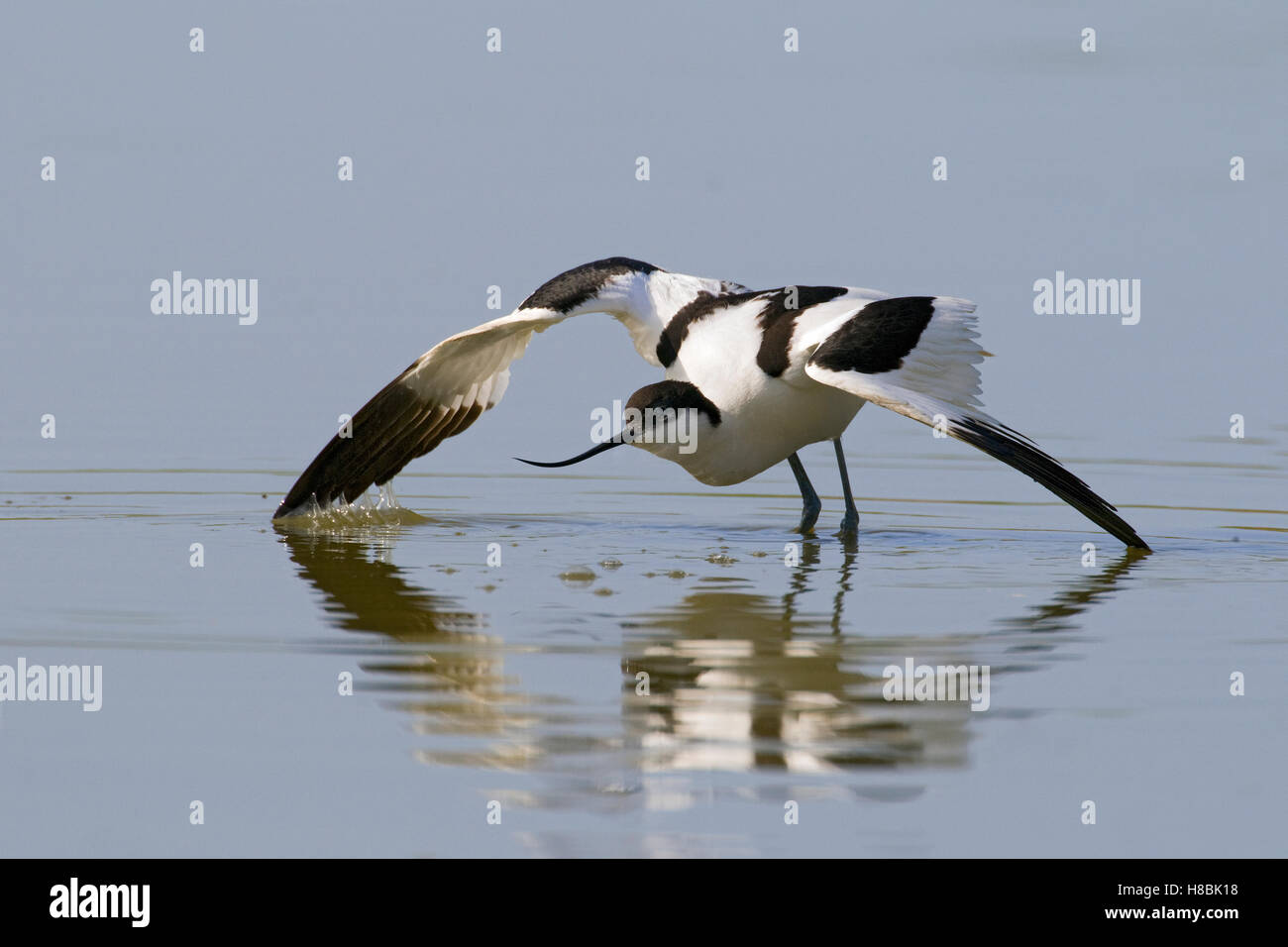 Pied Avocet (Recurvirostra avosetta) in defensive posture to protect ...