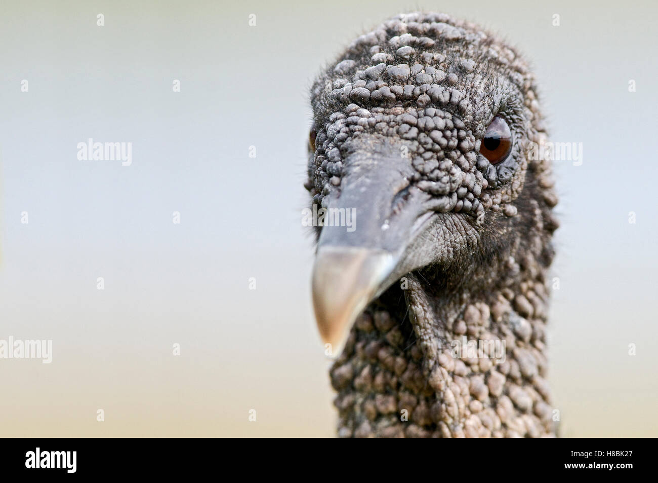 American Black Vulture (Coragyps atratus), Everglades National Park ...