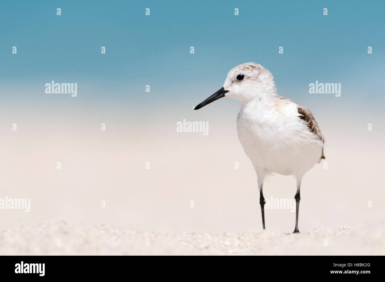 Sanderling (Calidris alba) on beach, Miami Beach, Florida Stock Photo ...