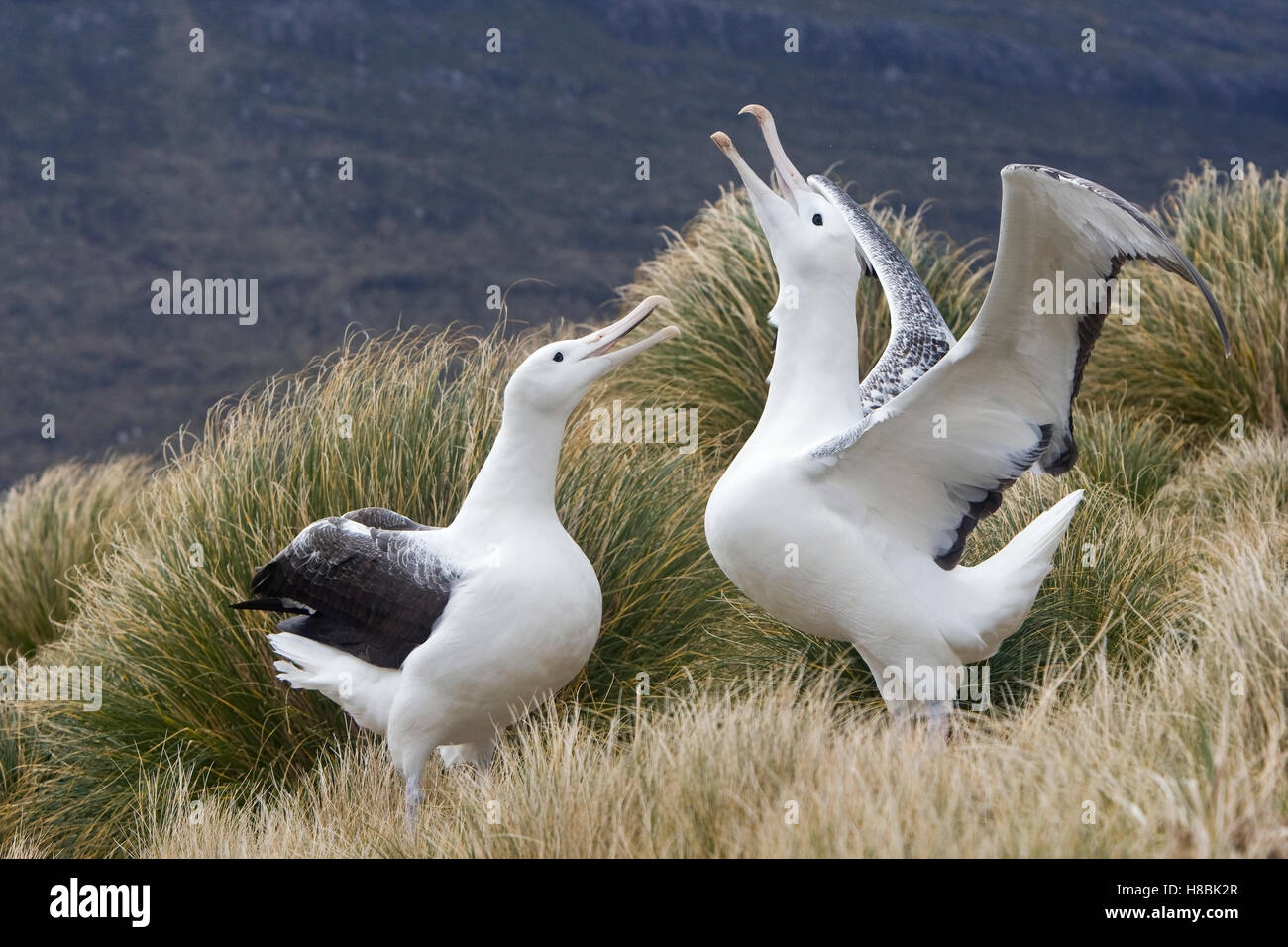 Southern Royal Albatross (Diomedea epomophora) displaying behavior ...