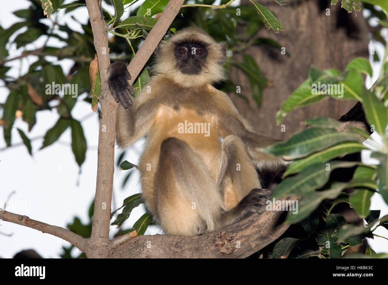 Hanuman Langur (Semnopithecus entellus) in tree, Kanha National Park ...