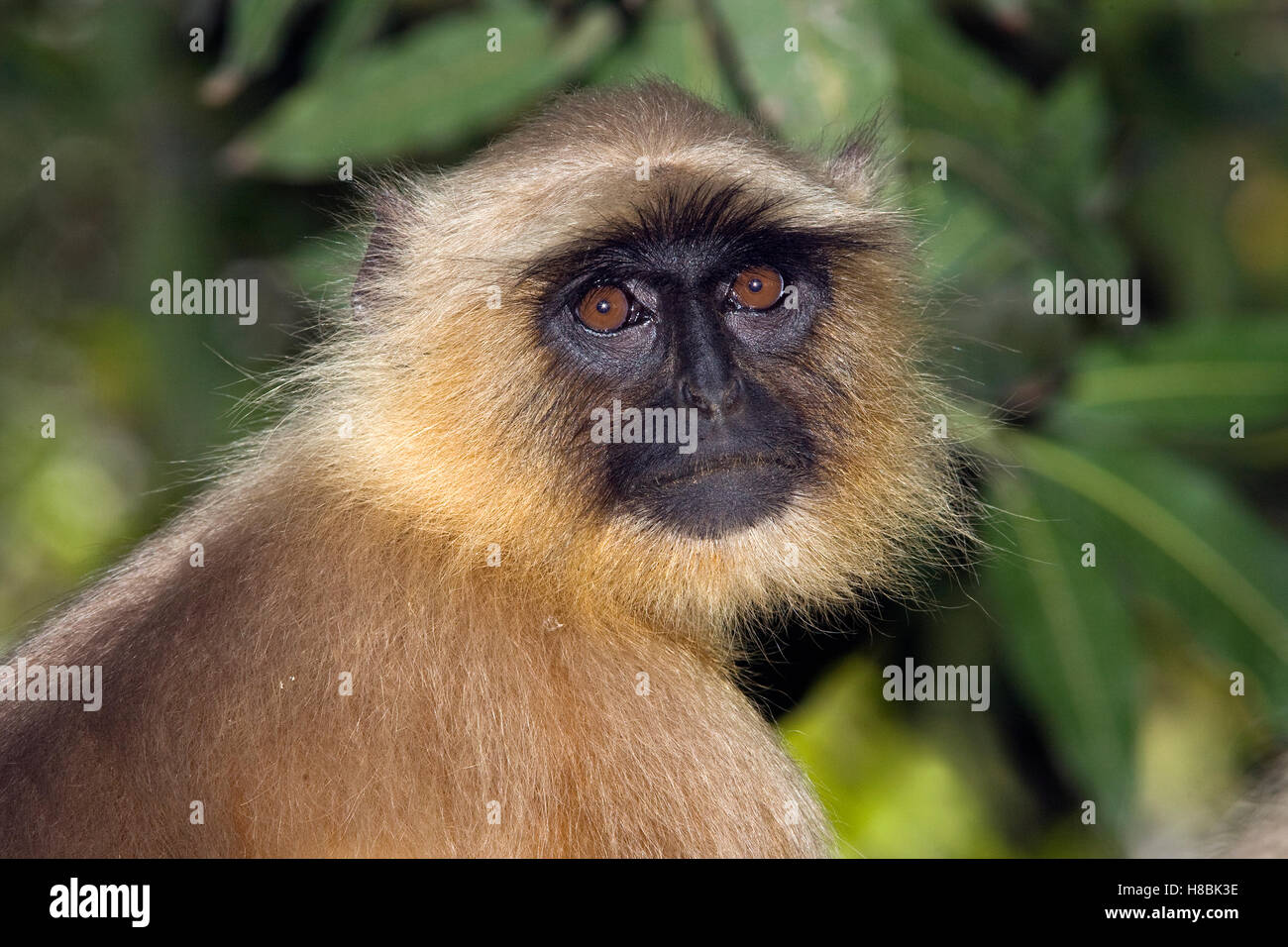 Hanuman Langur (Semnopithecus entellus) portrait, Kanha National Park ...
