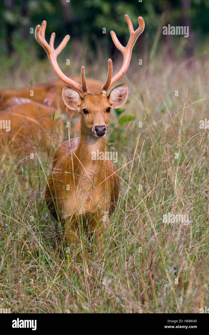 Barasingha (Rucervus duvaucelii) stag in tall grass, Kaziranga National ...