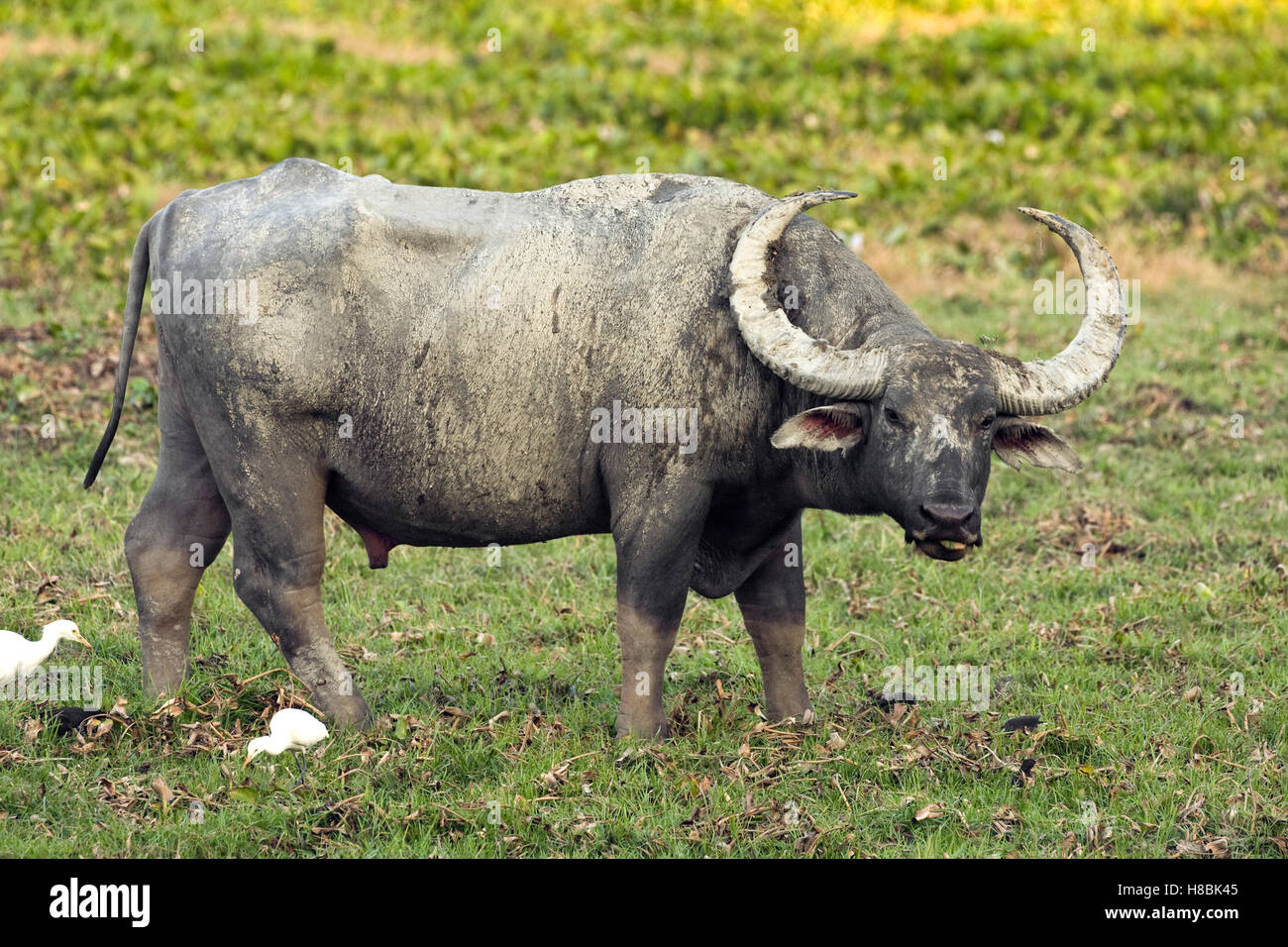 Asiatic Buffalo (Bubalus bubalis) male, Kaziranga National Park, India ...