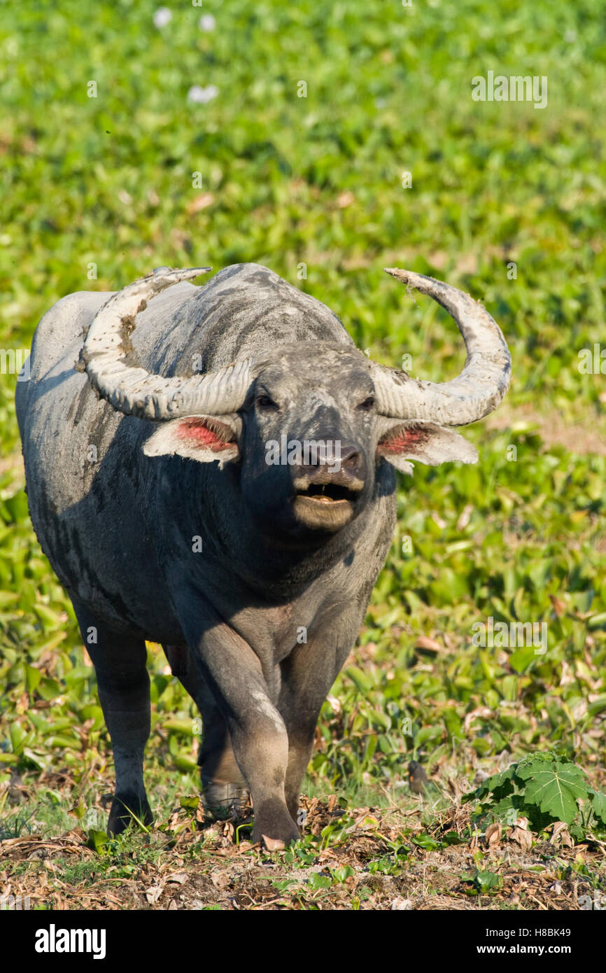 Asiatic Buffalo (Bubalus bubalis) male, Kaziranga National Park, India ...