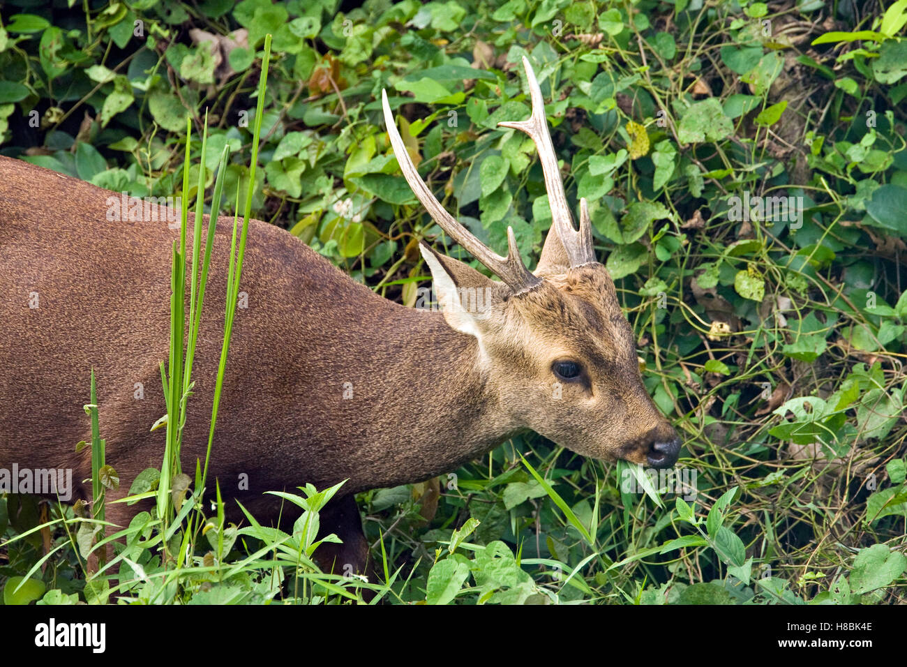 Hog Deer (Axis porcinus) male foraging, Kaziranga National Park, India ...