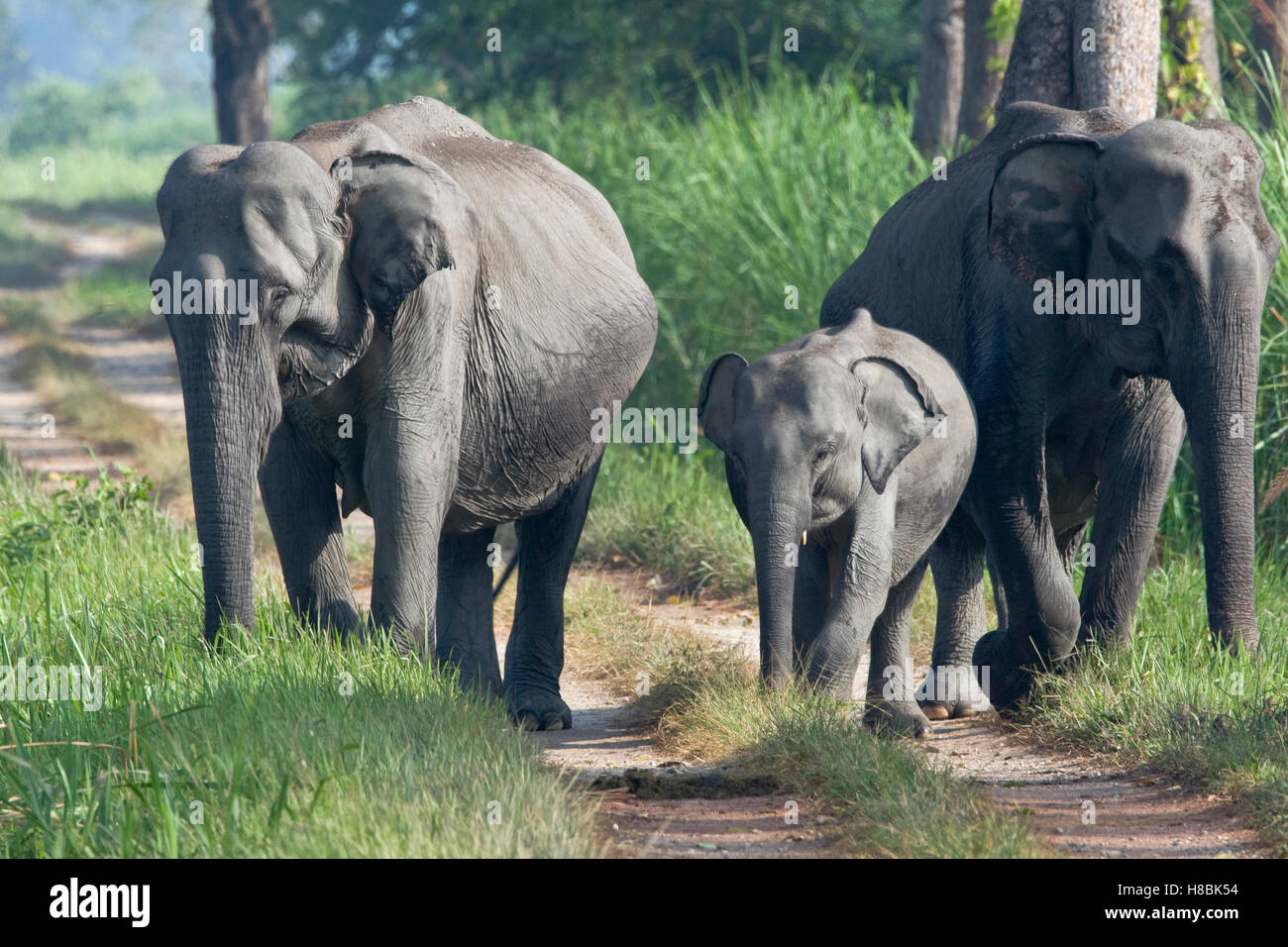 Asian Elephant (Elephas maximus) trio on dirt road, Kaziranga National ...