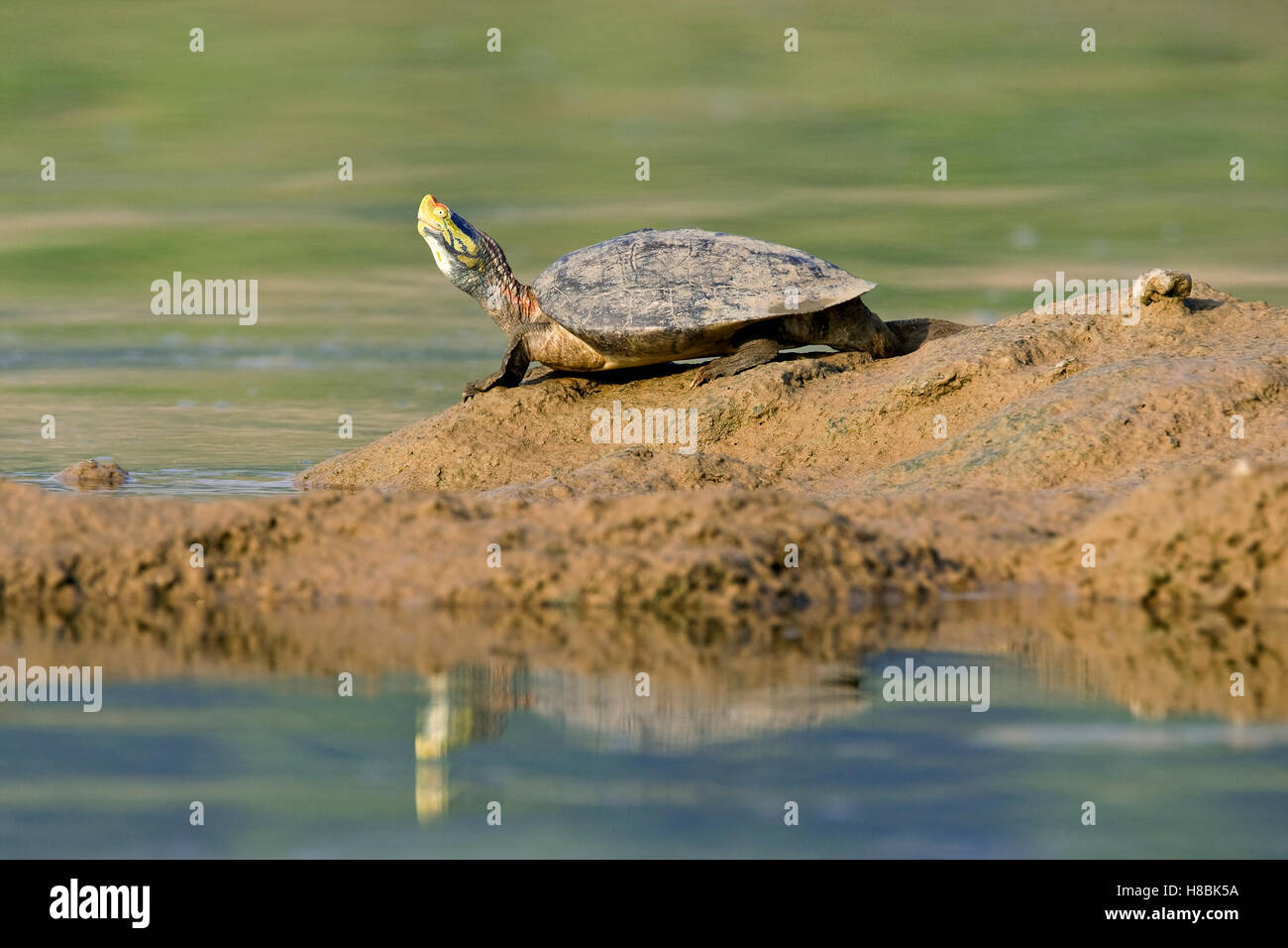 Ganges Soft-shelled Turtle (Aspideretes gangeticus) on river bank ...