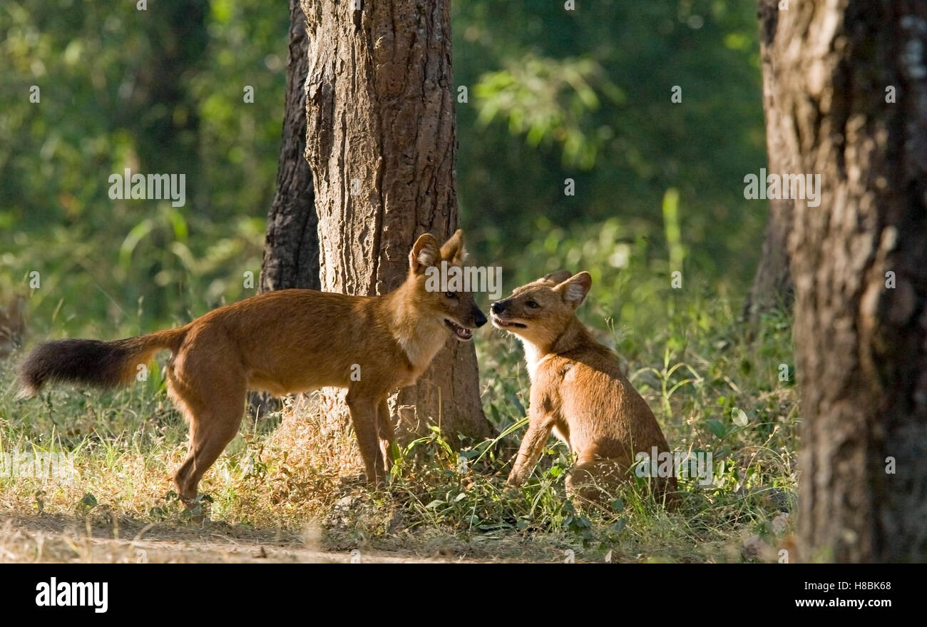 Dhole (Cuon alpinus) pair in forest, Kanha National Park, Madhya ...