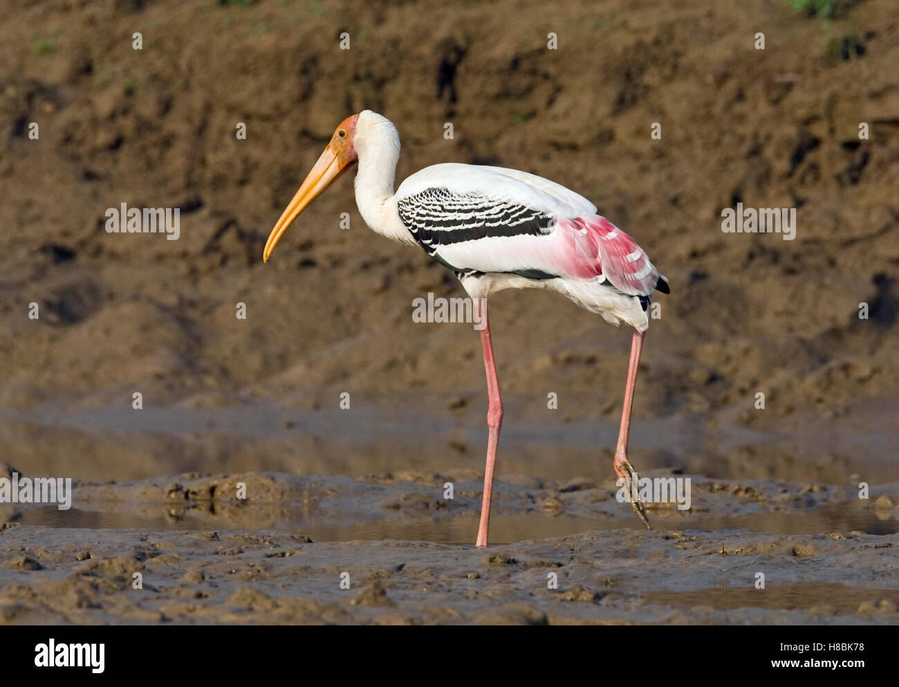 Painted Stork (Mycteria leucocephala) walking through the mud, India ...