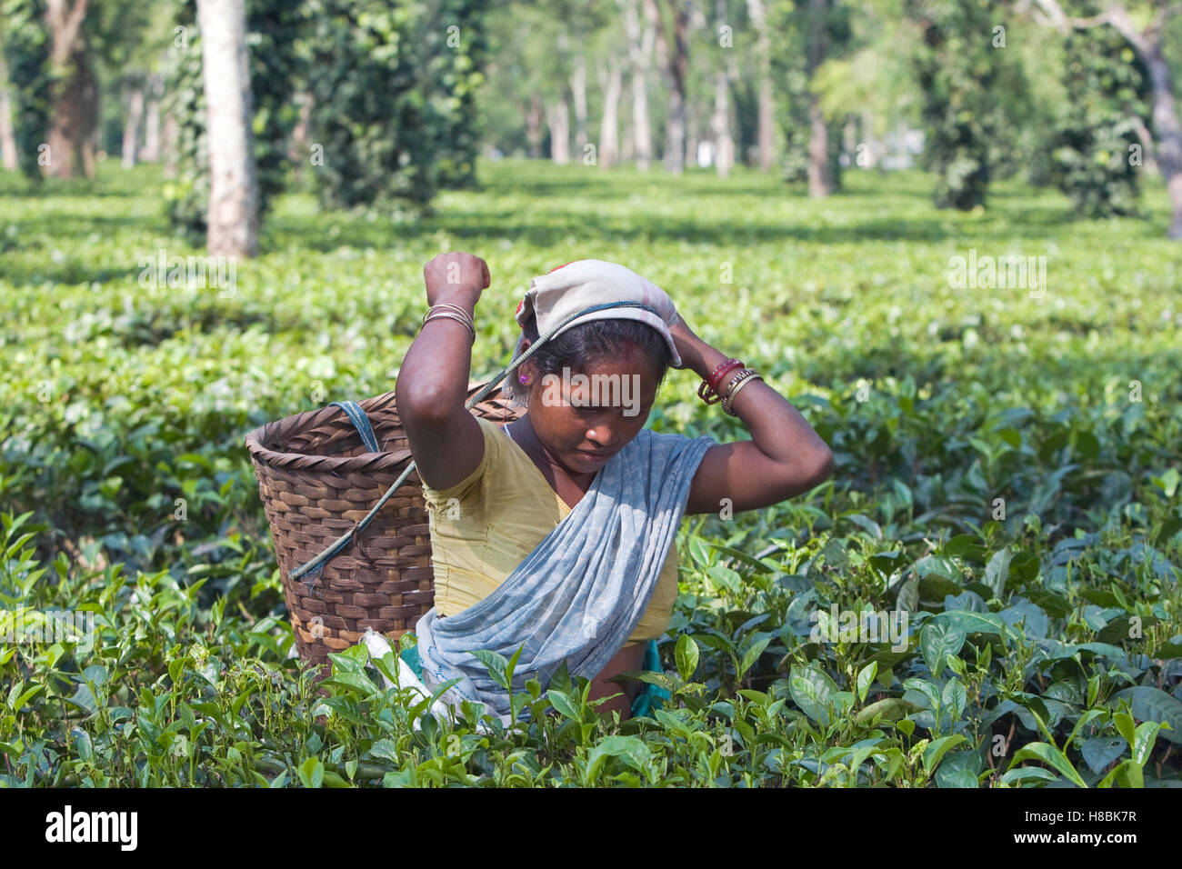 Black Tea (Camellia sinensis) being harvested, Assam, India Stock Photo ...
