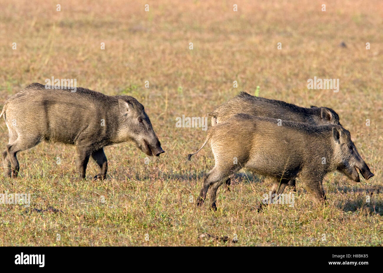 Wild Boar (Sus scrofa) group running, Kaziranga National Park, India ...