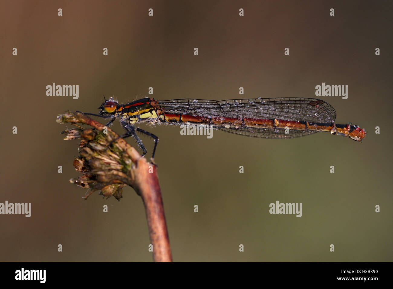 Large Red Damselfly (Pyrrhosoma nymphula) female, Engbertsdijksvenen ...