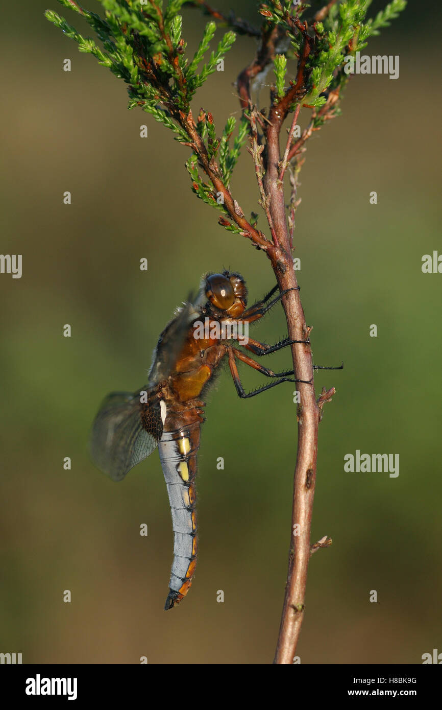 Broad-bodied Chaser (Libellula depressa) male on Heather (Calluna vulgaris), Engbertsdijksvenen ...