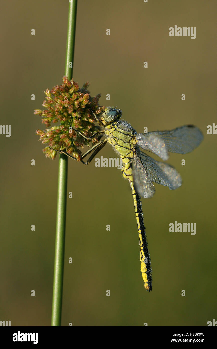 Yellow-legged Clubtail (Gomphus pulchellus) male on Soft Rush (Juncus ...
