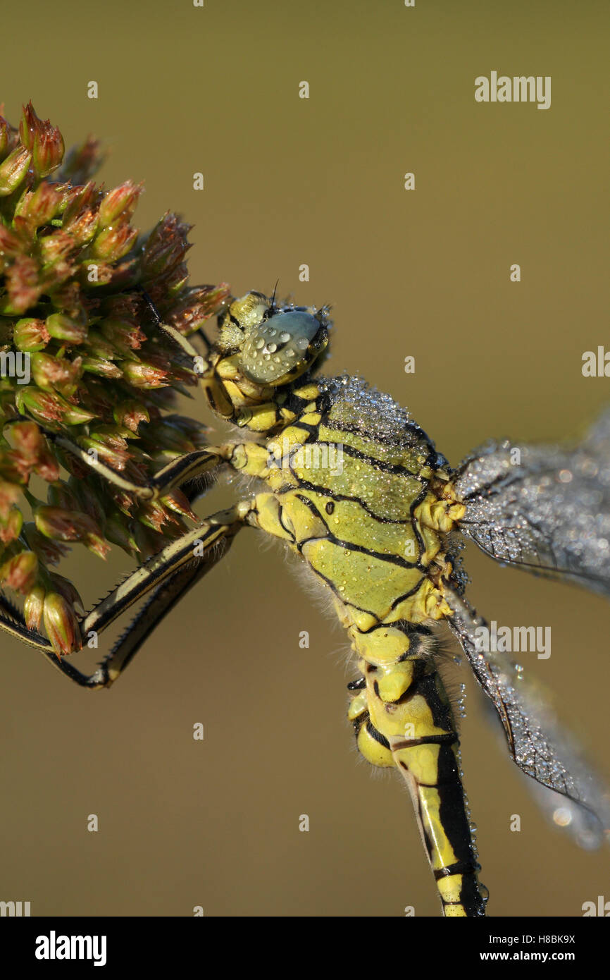 Yellow-legged Clubtail (Gomphus pulchellus) male on Soft Rush (Juncus ...