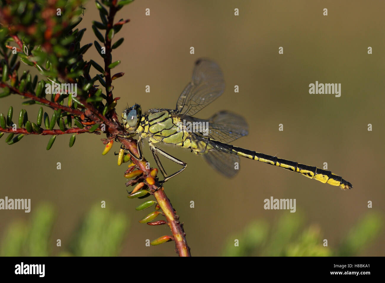 Yellow-legged Clubtail (Gomphus pulchellus) male on Crowberry (Empetrum ...