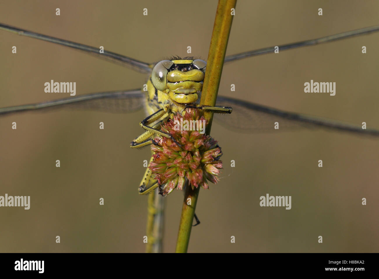 Yellow-legged Clubtail (Gomphus pulchellus) on Soft Rush (Juncus ...