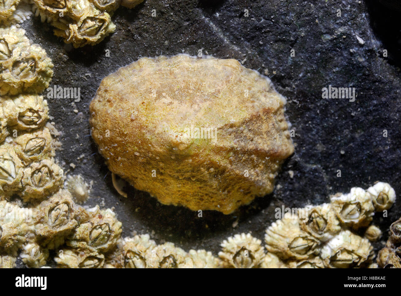 Common Limpet (Patella vulgata) on a rock, North Sea Stock Photo - Alamy
