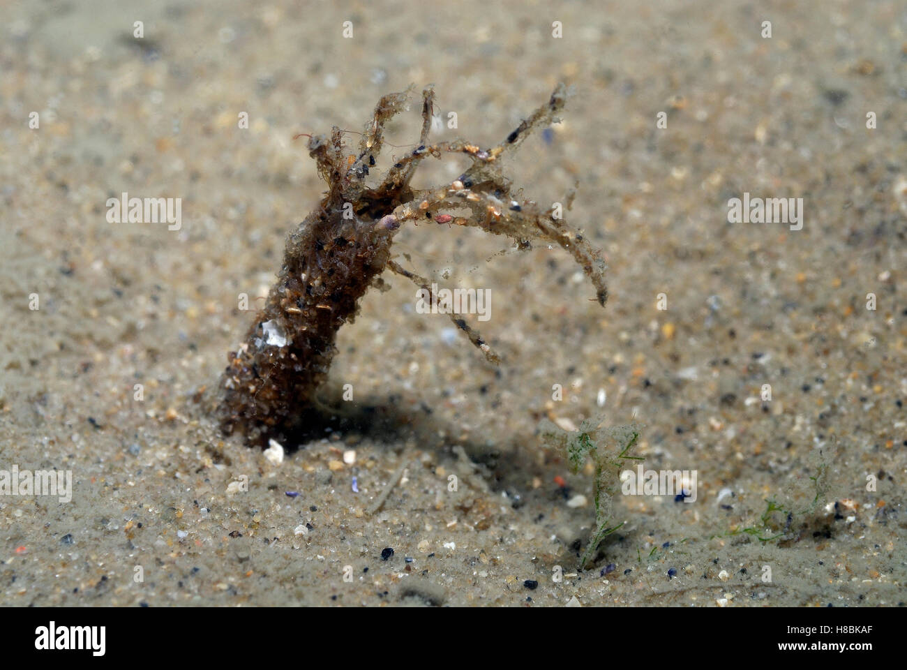 Sand Mason Worm (Lanice conchilega) protruding from sand bed, North Sea ...