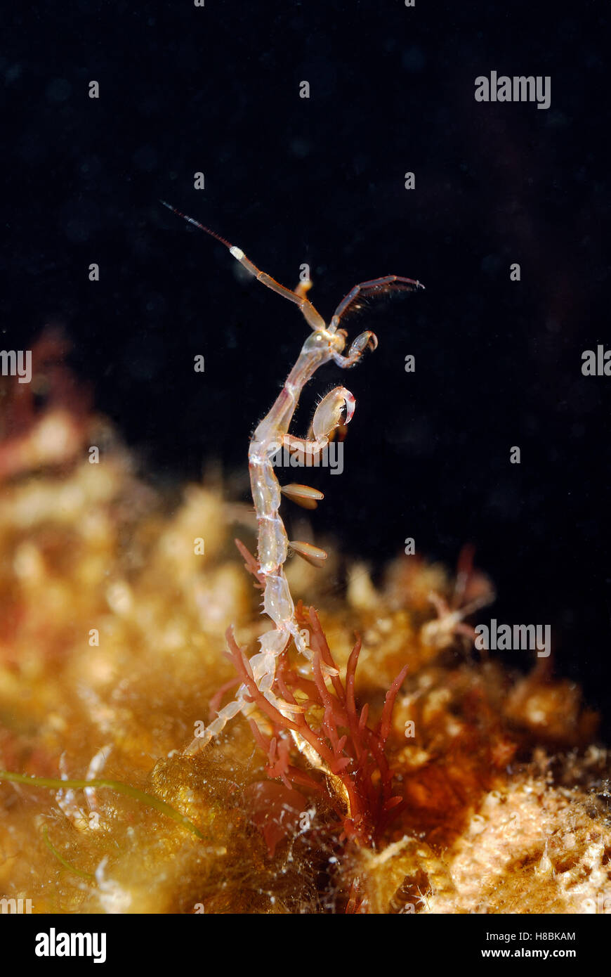 Amphipod (Caprella linearis) member of the skeleton shrimp family ...