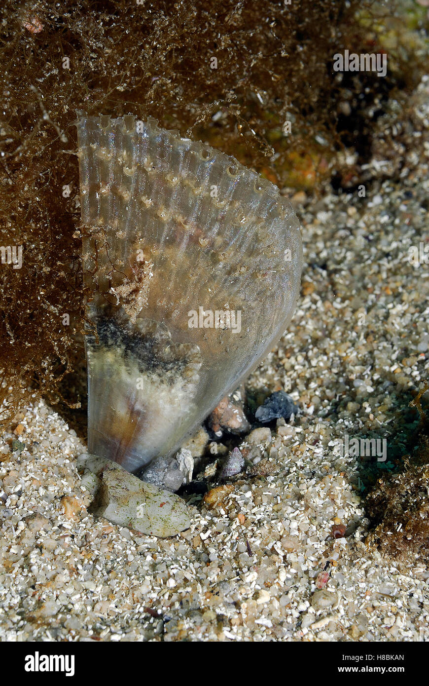 Pen Shell (Pinna nobilis) on seafloor, Mediterranean Sea Stock Photo ...