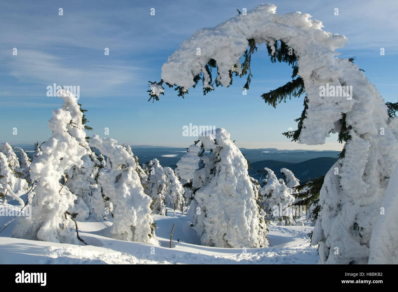 Norway Spruce (Picea abies) trees covered in snow, Brocken, Harz ...