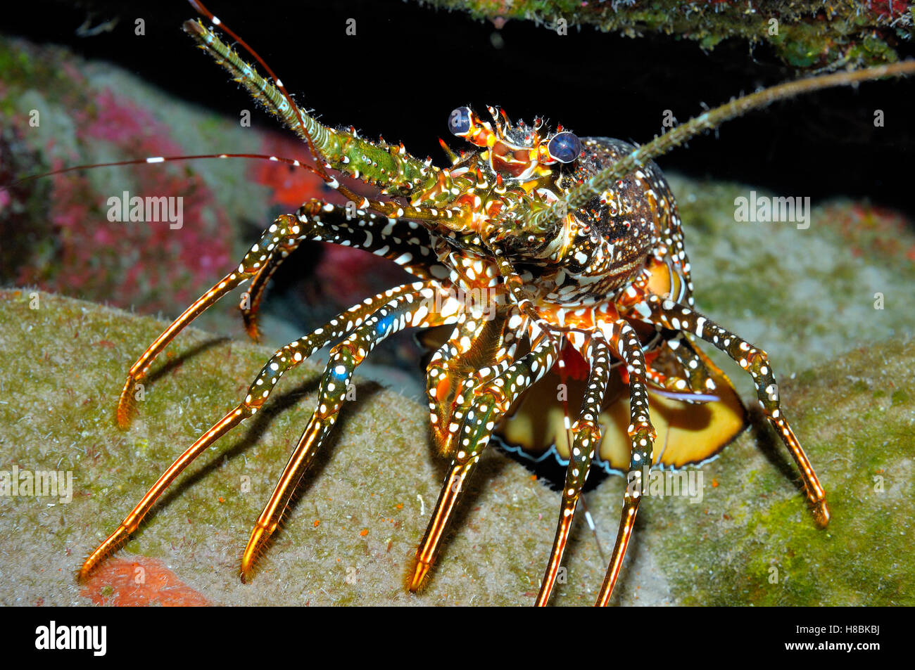 Spotted Spiny Lobster (Panulirus guttatus), Saba, Caribbean Stock Photo ...