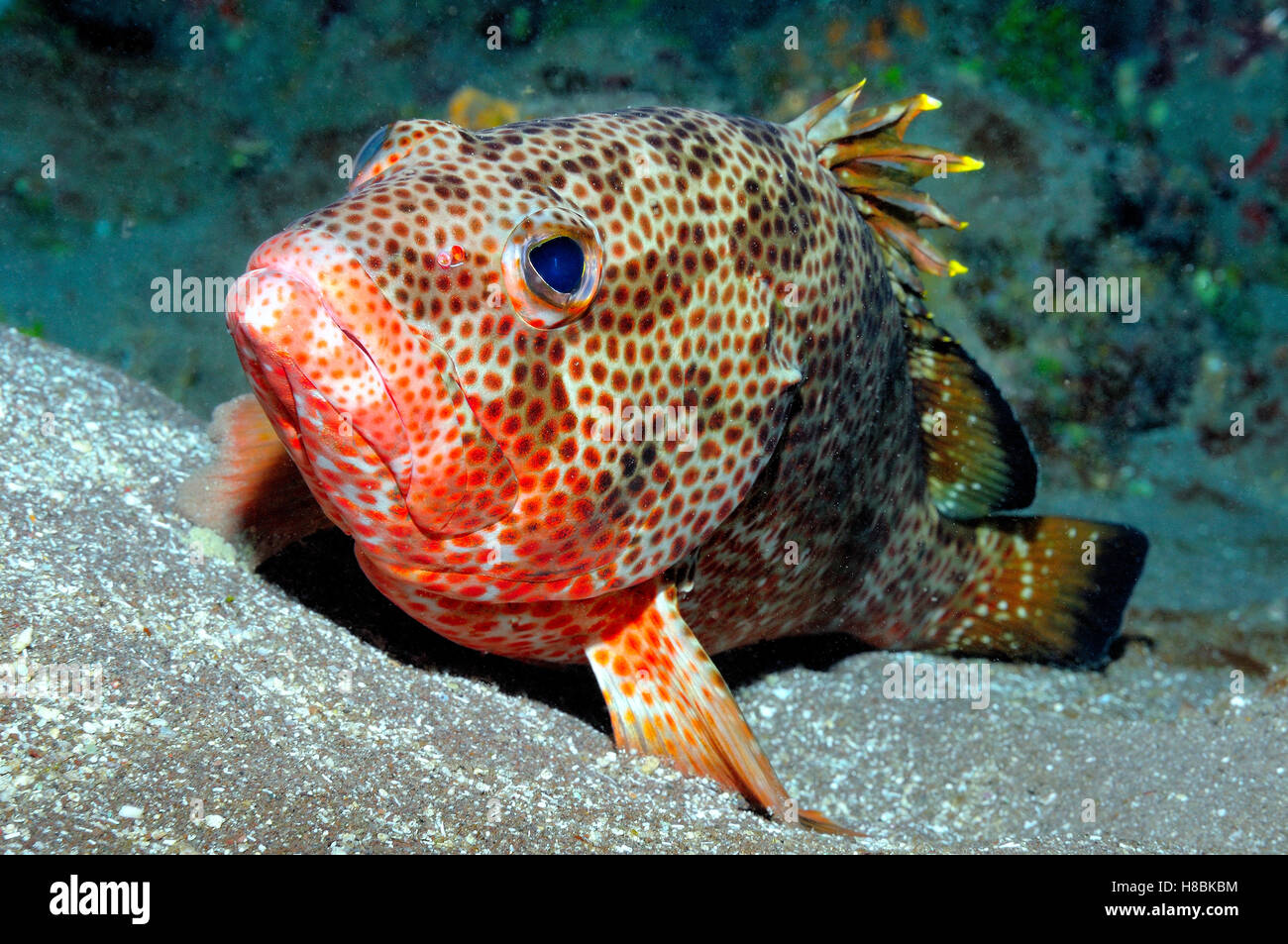 Coney Fish (Cephalopholis fulva) tropical reef fish, Saba, Caribbean ...