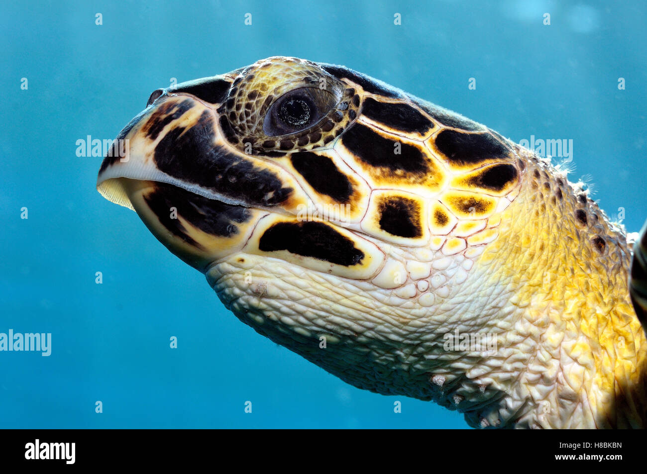 Hawksbill Sea Turtle (Eretmochelys imbricata), Saba, Caribbean Stock ...