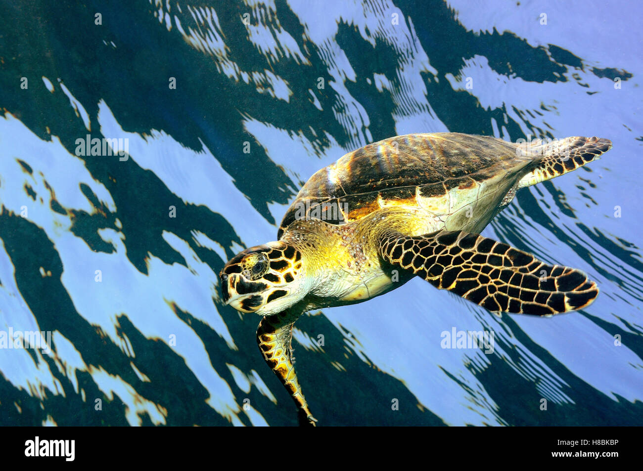 Hawksbill Sea Turtle (Eretmochelys imbricata) swimming, Saba, Caribbean ...