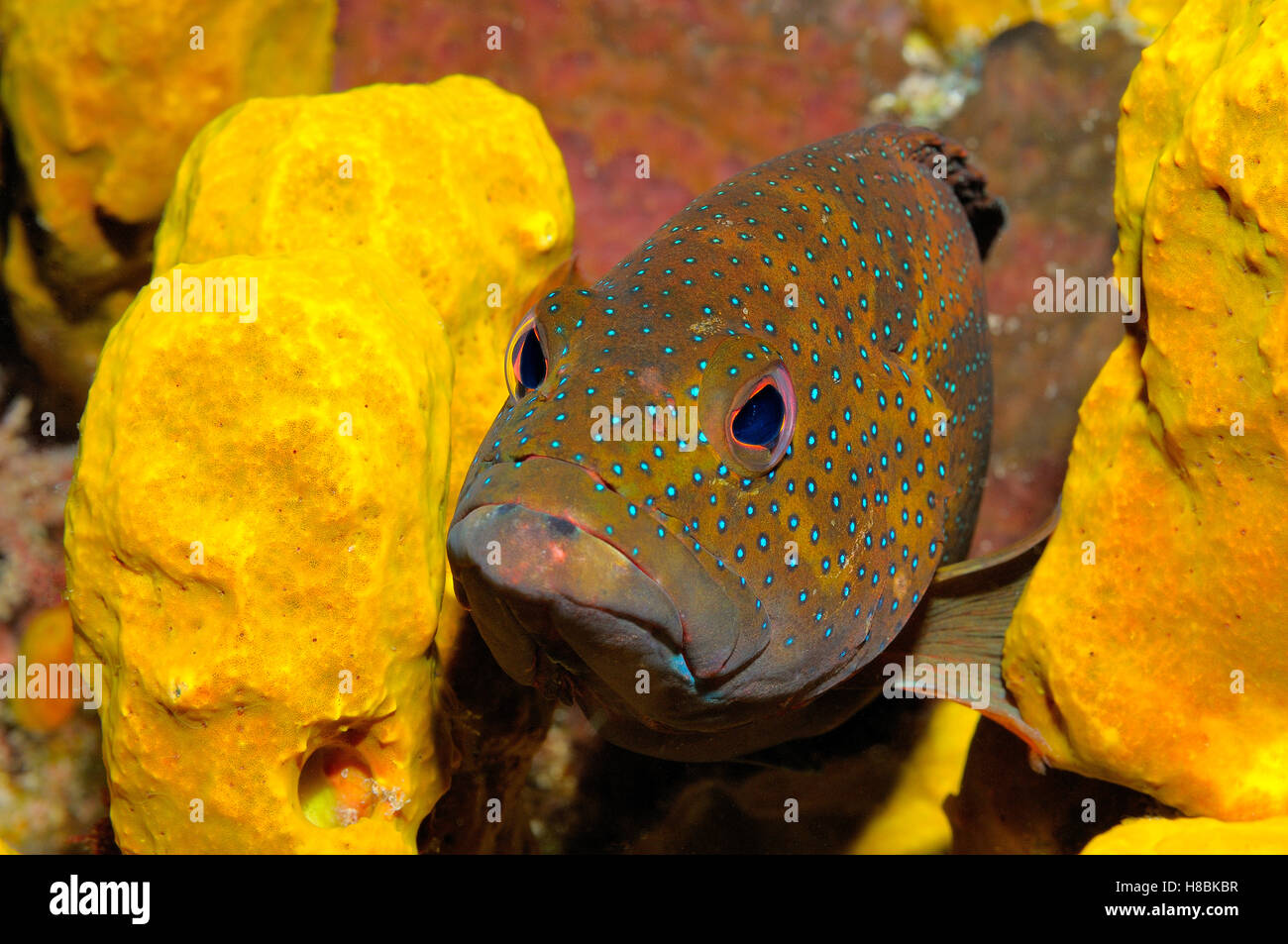 Coney Fish (Cephalopholis fulva) tropical reef fish, Saba, Caribbean ...