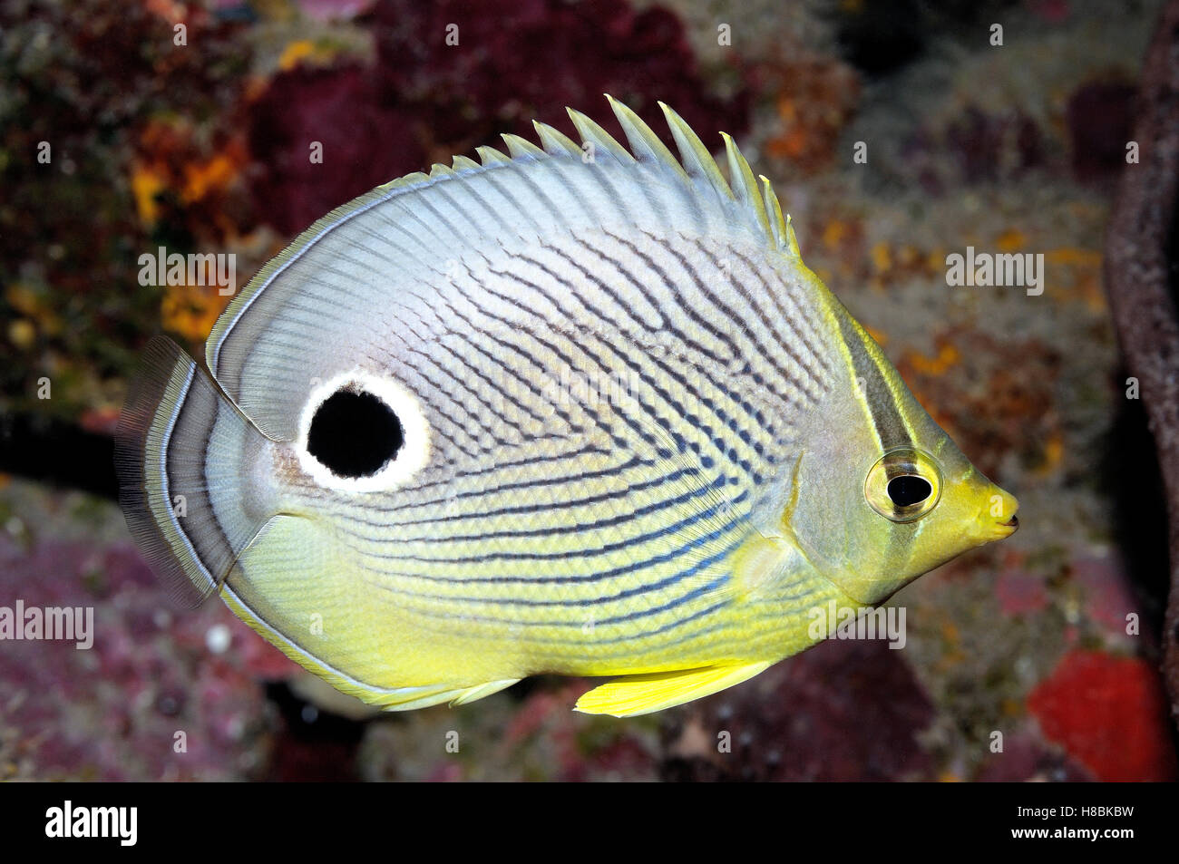 Foureye Butterflyfish (Chaetodon capistratus) showing eyespot, Saba ...