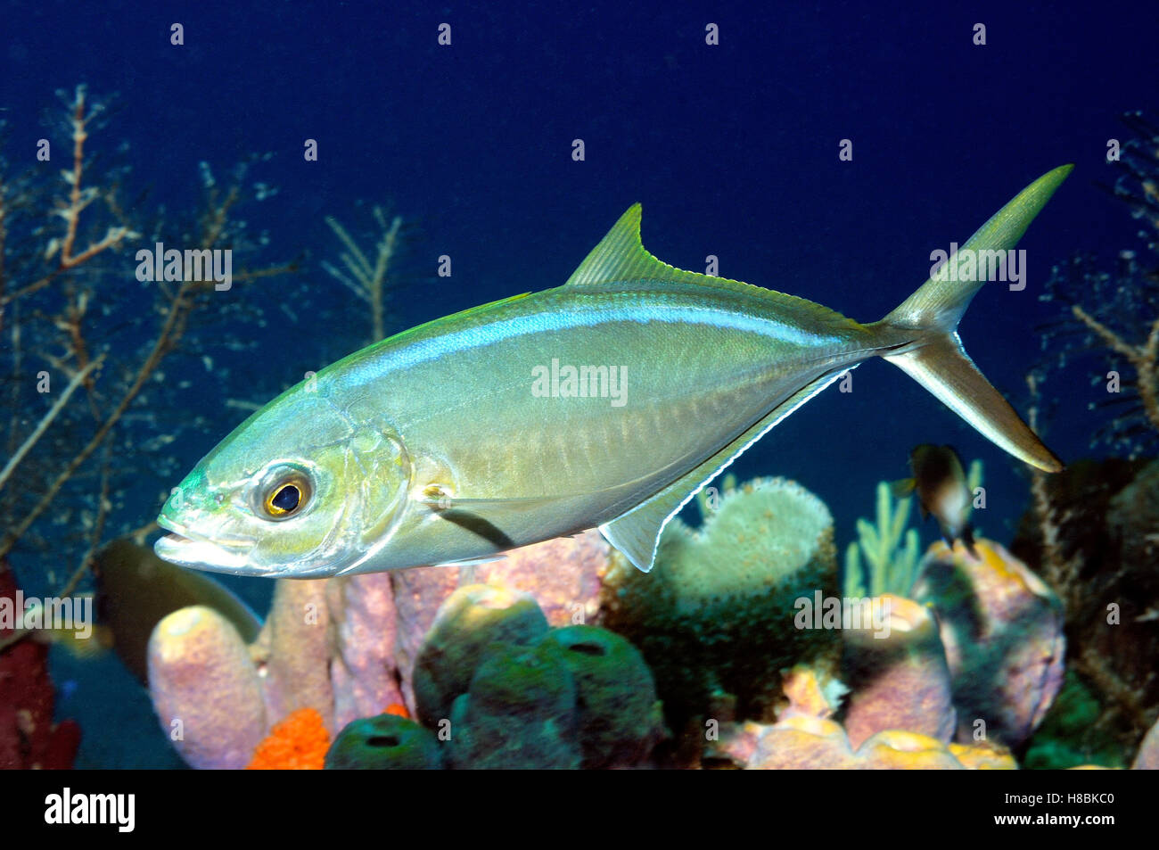 Bar Jack (Caranx ruber) on coral reef, Saba, Caribbean Stock Photo - Alamy