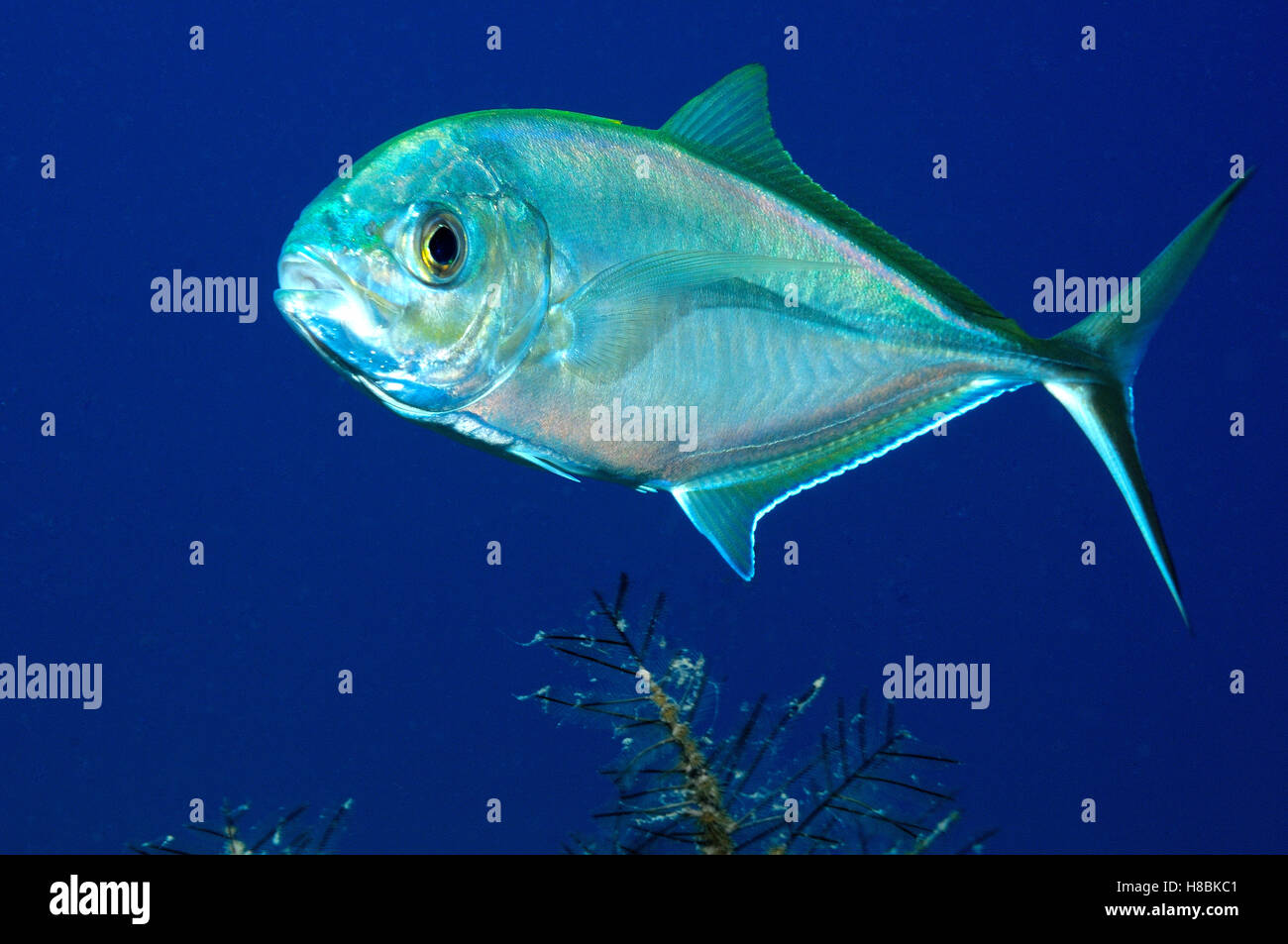 Bar Jack (Caranx ruber), Saba, Caribbean Stock Photo - Alamy