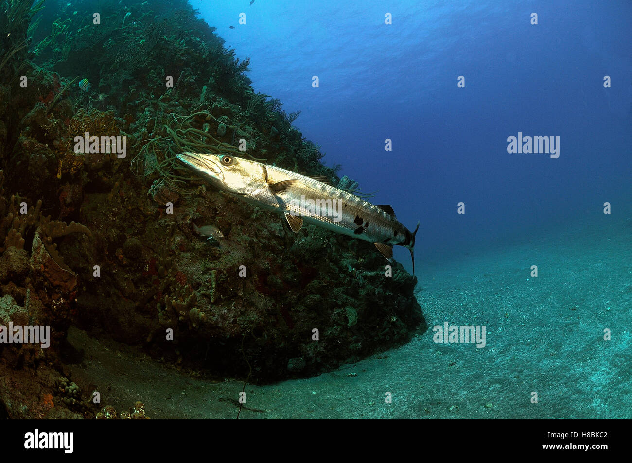 Great Barracuda (Sphyraena barracuda) on reef, Saba, Caribbean Stock ...