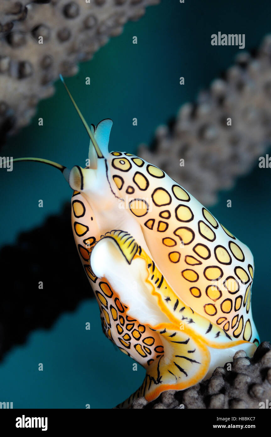 Flamingo Tongue Snail (Cyphoma gibbosum) on coral, Saba, Caribbean ...