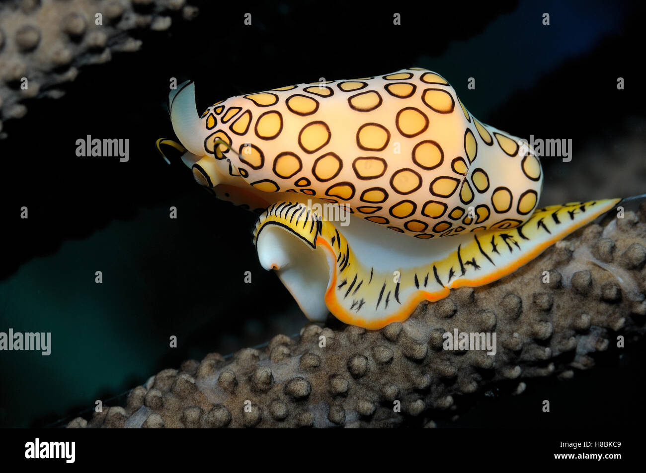 Flamingo Tongue Snail (Cyphoma gibbosum) on coral, Saba, Caribbean ...