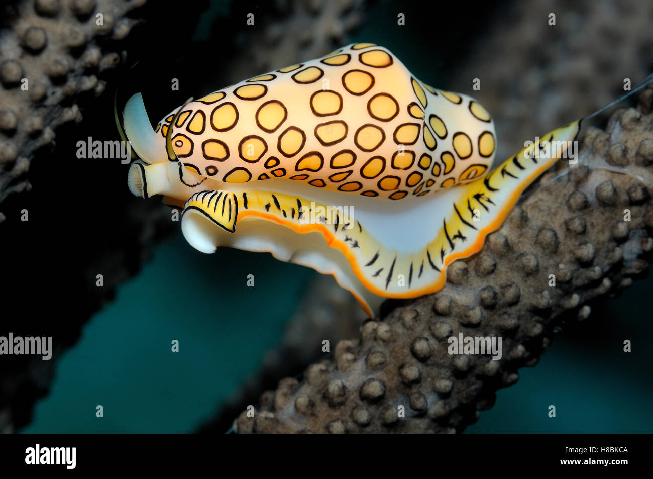 Caribbean snail hi-res stock photography and images - Alamy