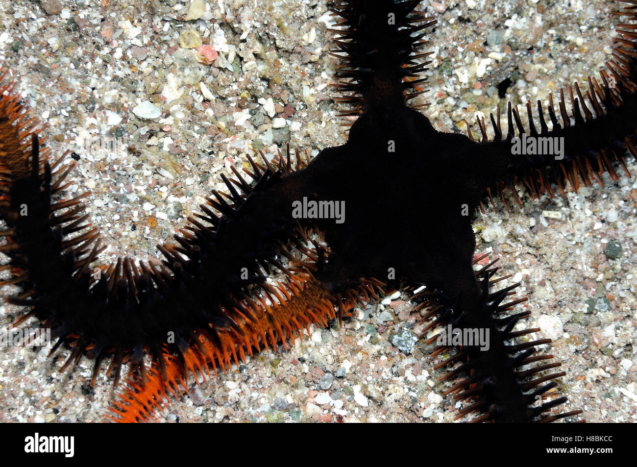 Blunt-spined Brittle Star (Ophiocoma echinata), Saba, Caribbean Stock ...